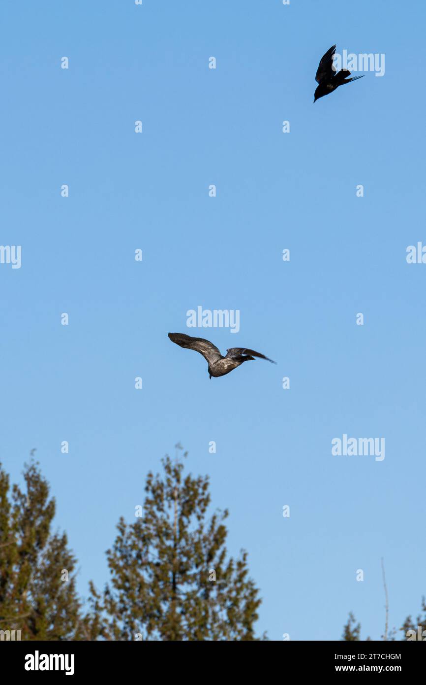 Crow attack hi-res stock photography and images - Alamy