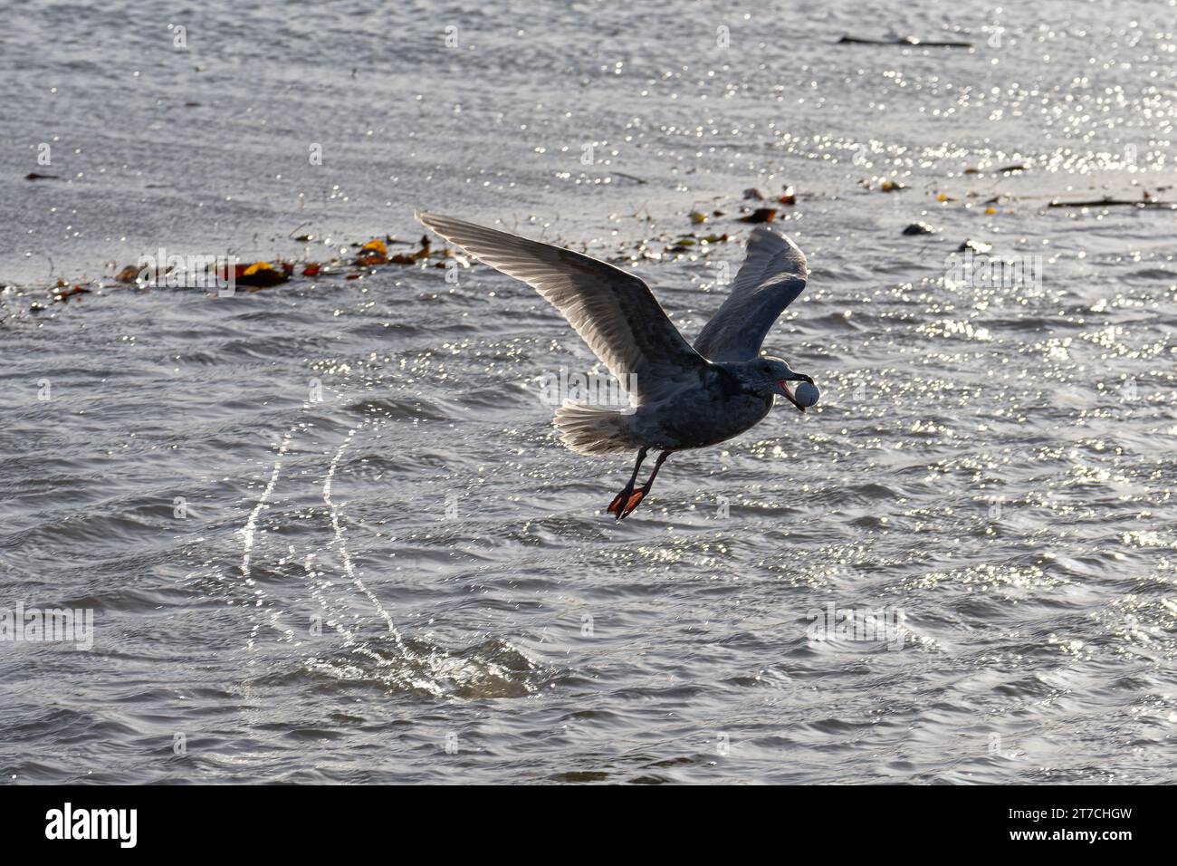 A juvenile seagull playing with a golf ball in Burnaby Lake, Burnaby ...