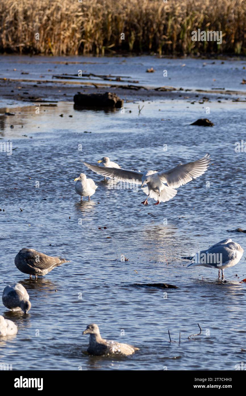 Playful ducks hi-res stock photography and images - Alamy
