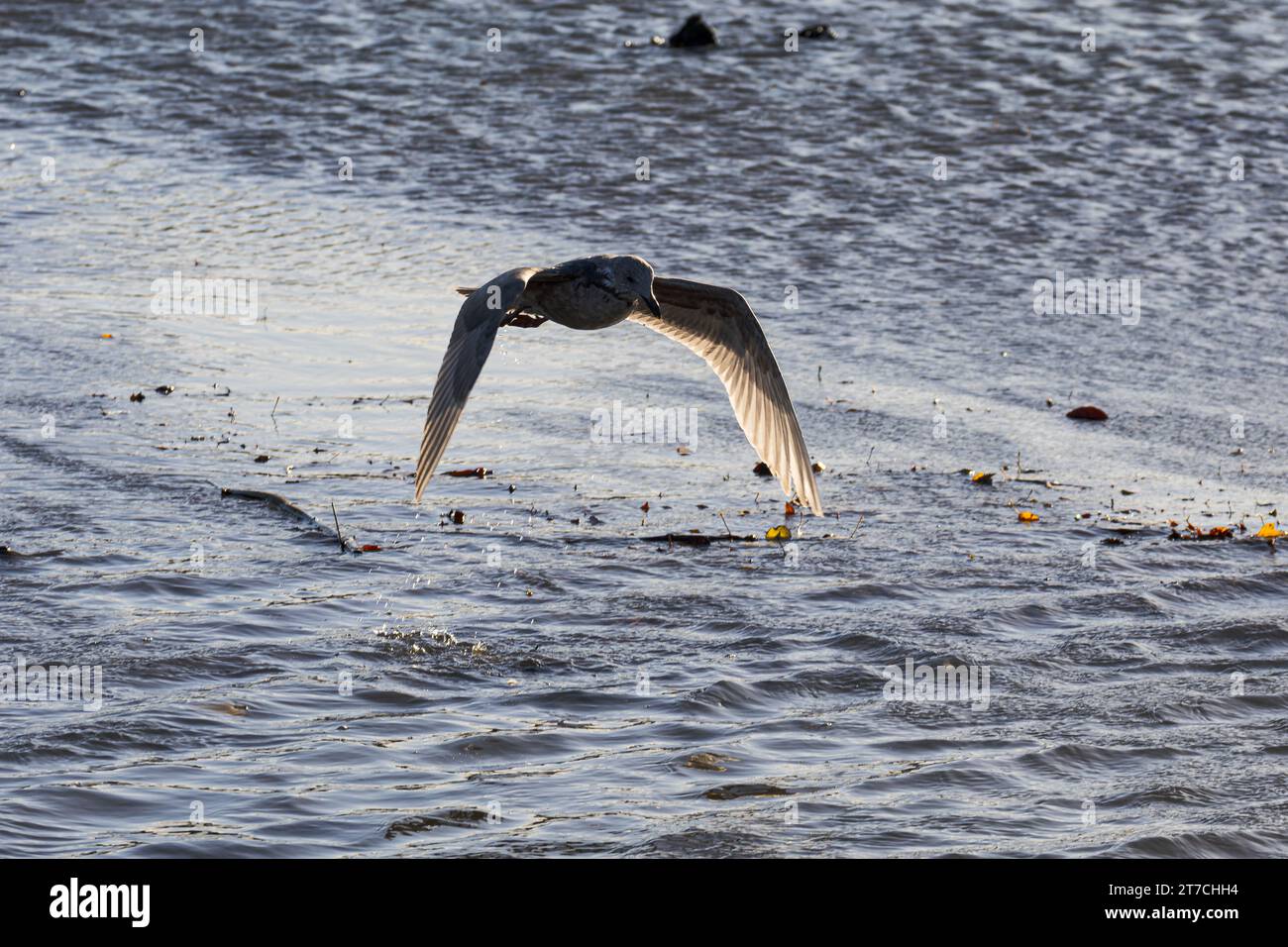 A juvenile seagull right after taking off the water in in Burnaby Lake ...