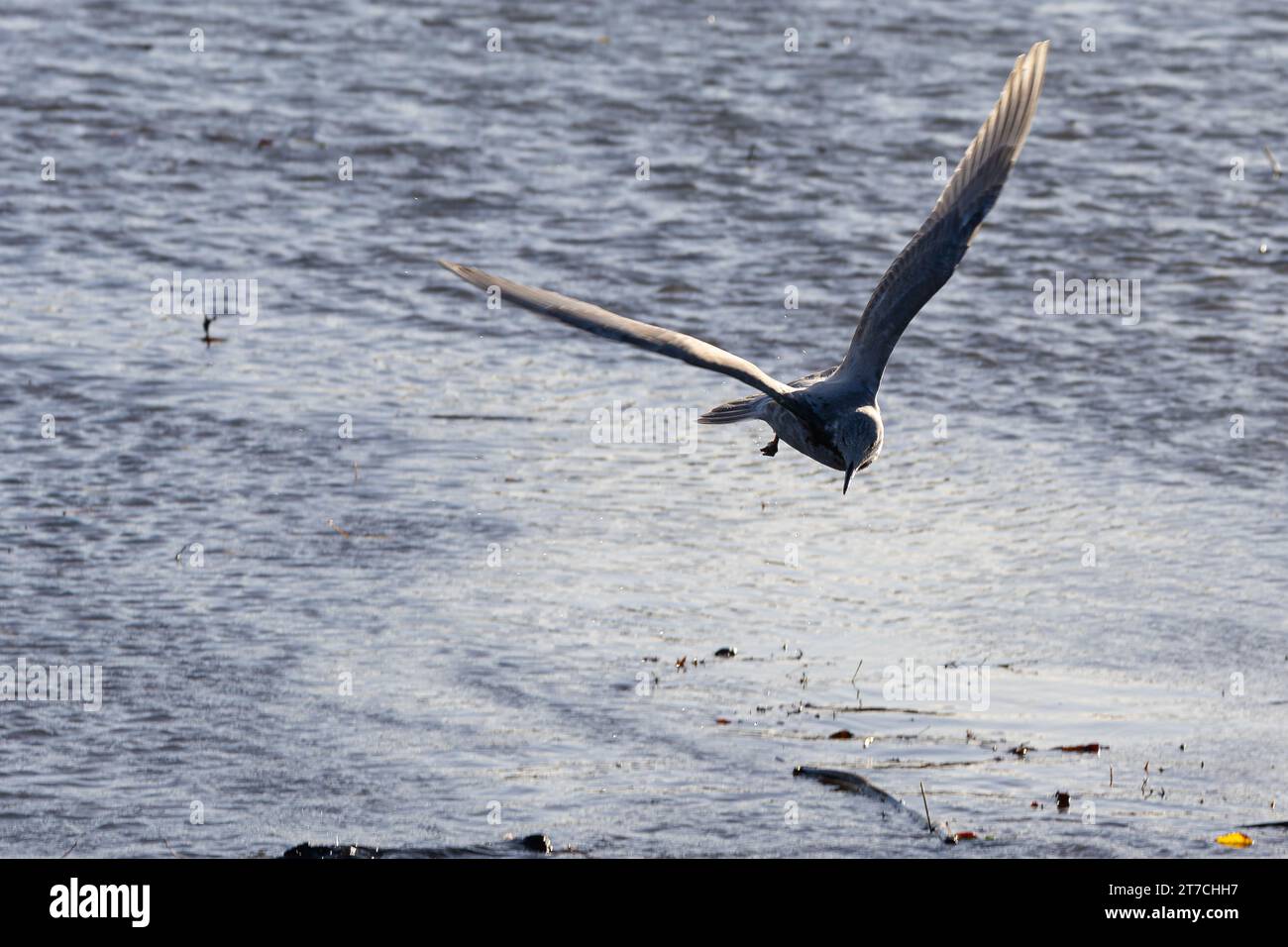 A juvenile seagull soaring over Burnaby Lake in Burnaby, BC, Canada ...