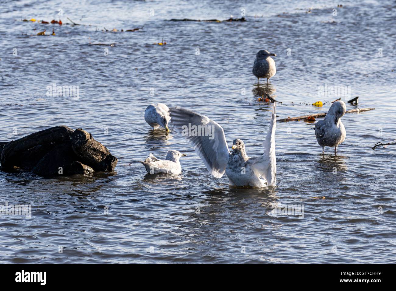 A juvenile seagull flapping its wings to dry them off after washing in ...