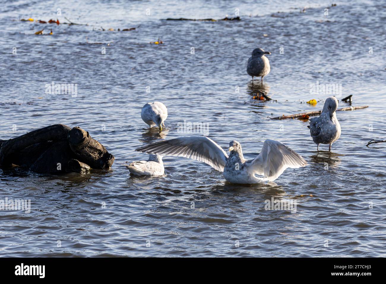 A juvenile seagull flapping its wings to dry them off after washing in ...