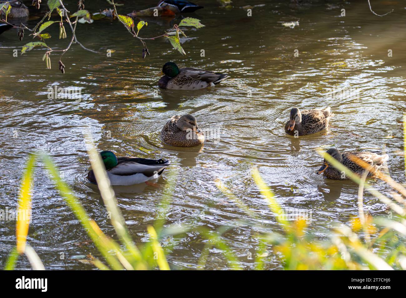 Male and female mallards / ducks swimming against the current of a ...