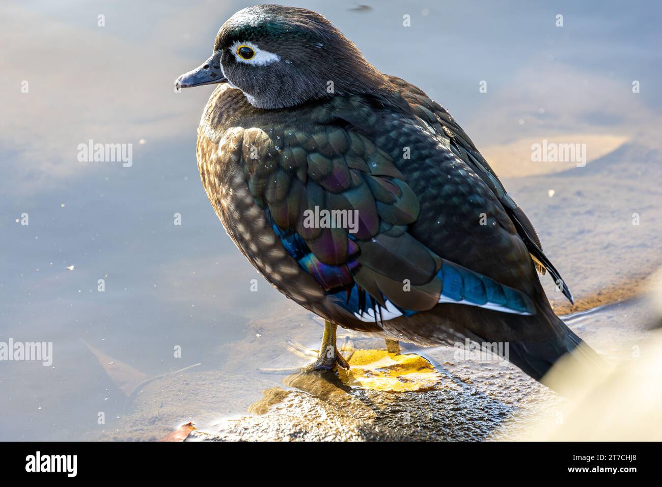 Beautiful female wood duck hi-res stock photography and images - Alamy