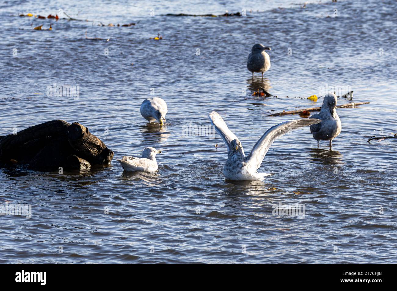 A juvenile seagull flapping its wings to dry them off after washing in ...