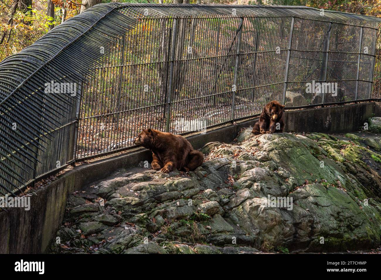 Bears in the zoo Stock Photo - Alamy
