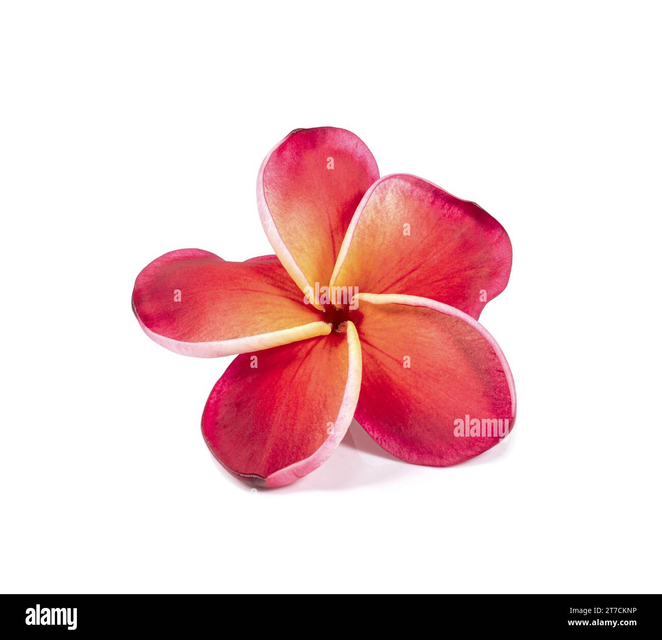 red plumeria rubra flower isolated on White background Stock Photo - Alamy