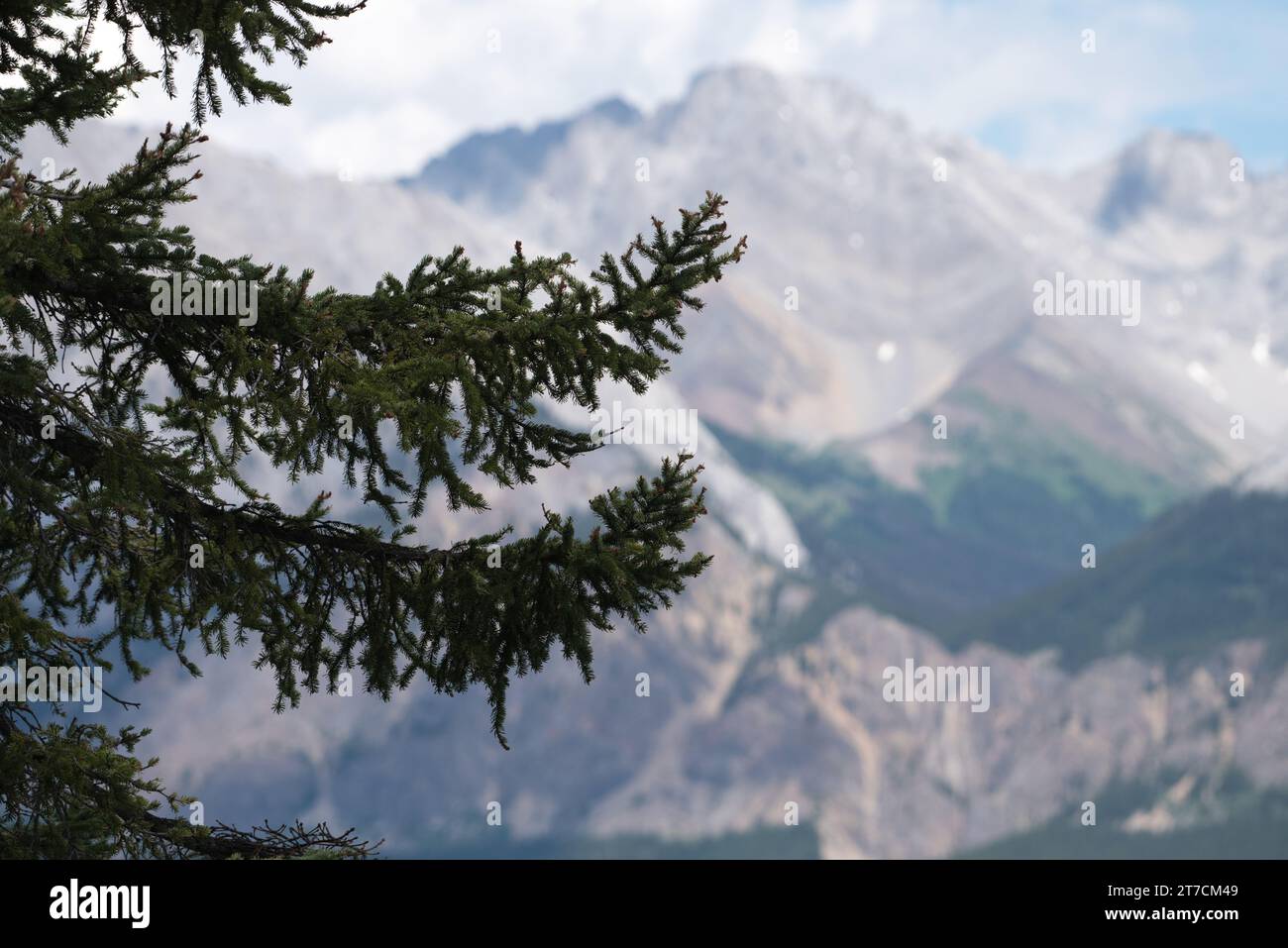 Tree "Arms" and Great Teton as background Stock Photo - Alamy