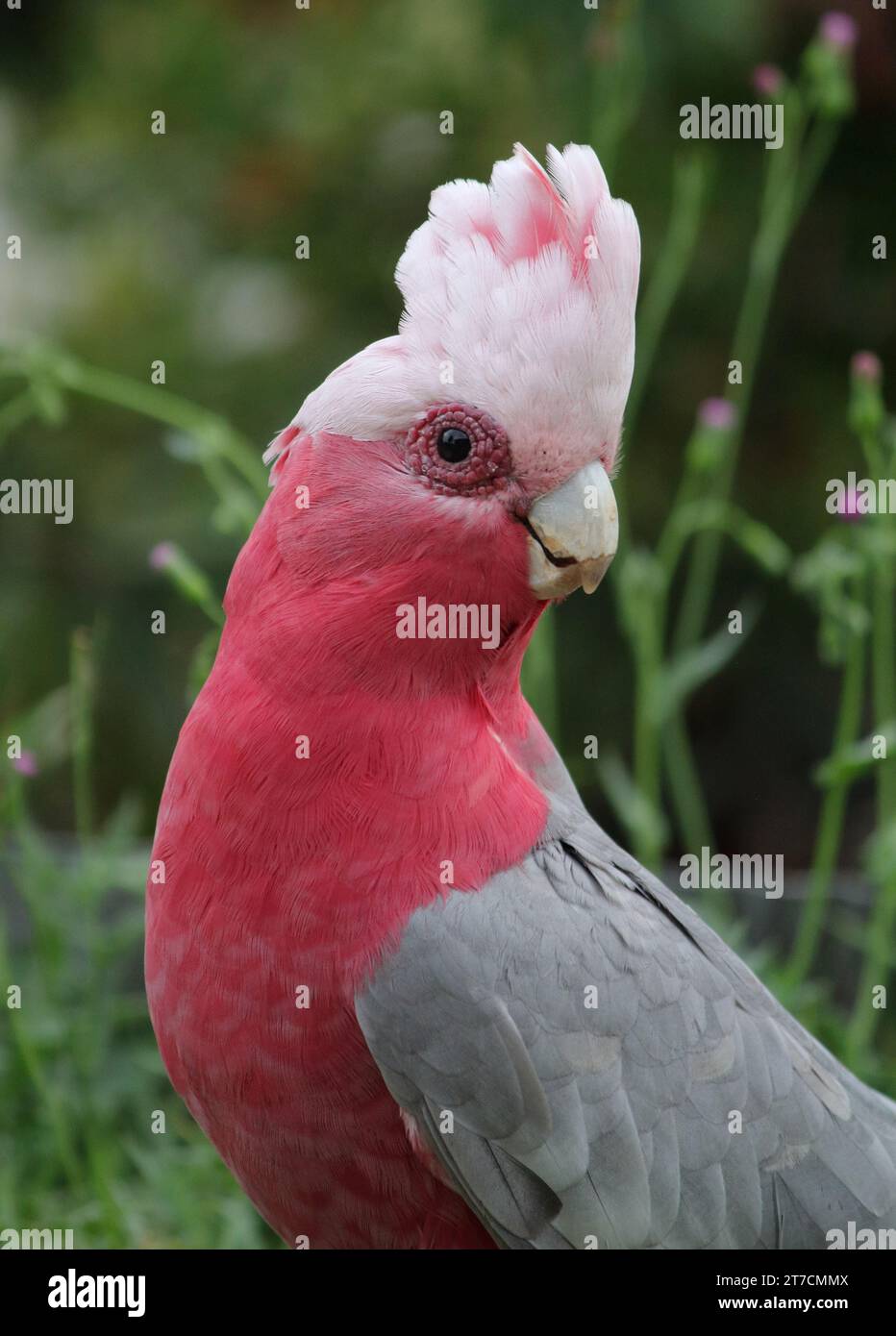 Galah bird sitting on the grass in a garden in Australia Stock Photo ...