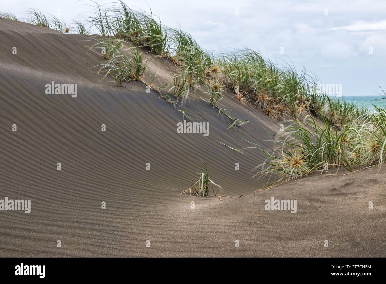 Windswept sand dune at Piha Beach, New Zealand Stock Photo - Alamy