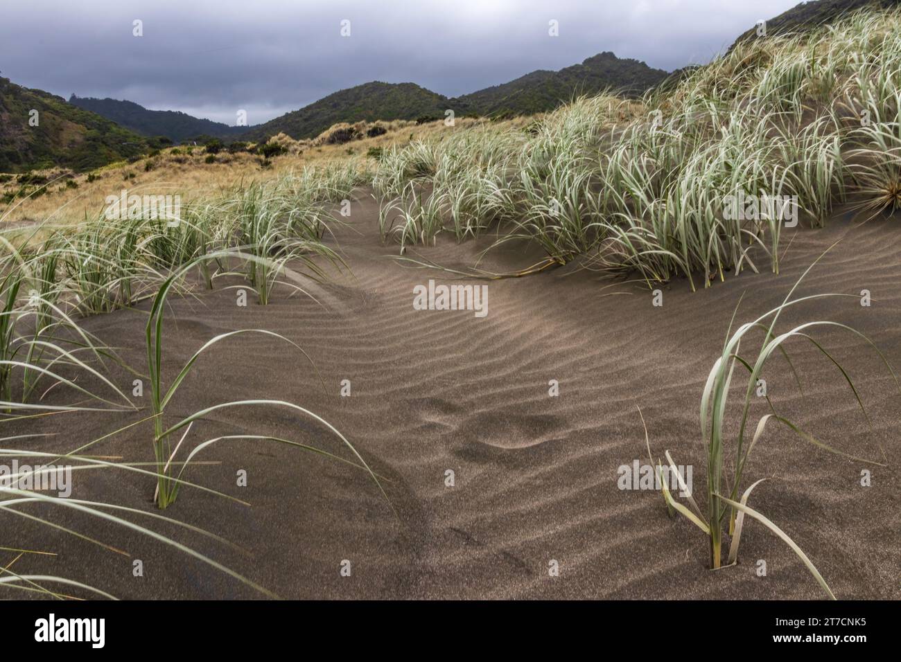 Dune covered beach hi-res stock photography and images - Alamy