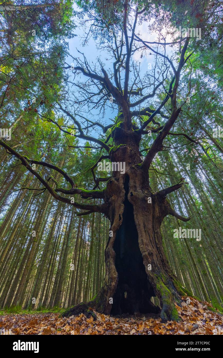 An old oak tree with a large burnt hollow inside Stock Photo - Alamy