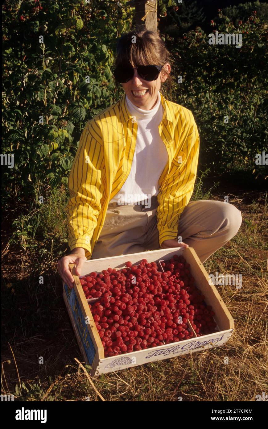 U-pick raspberry field, Marion County, Oregon Stock Photo - Alamy