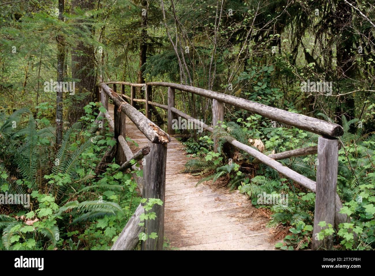 Nature Trail bridge through ancient forest at Delta Campground ...