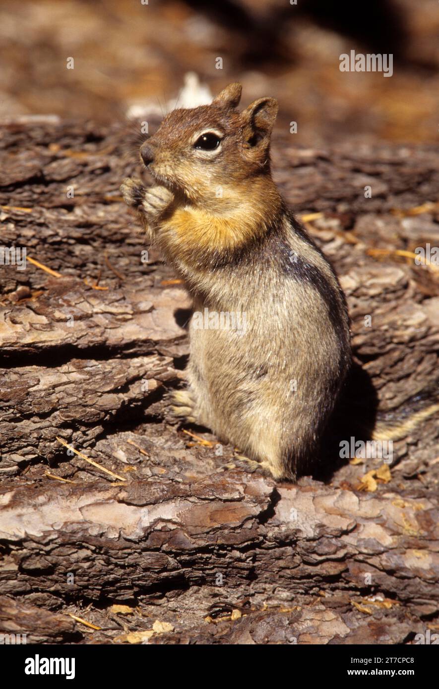 Golden-mantled ground squirrel (Spermophilus lateralis), Crater Lake ...