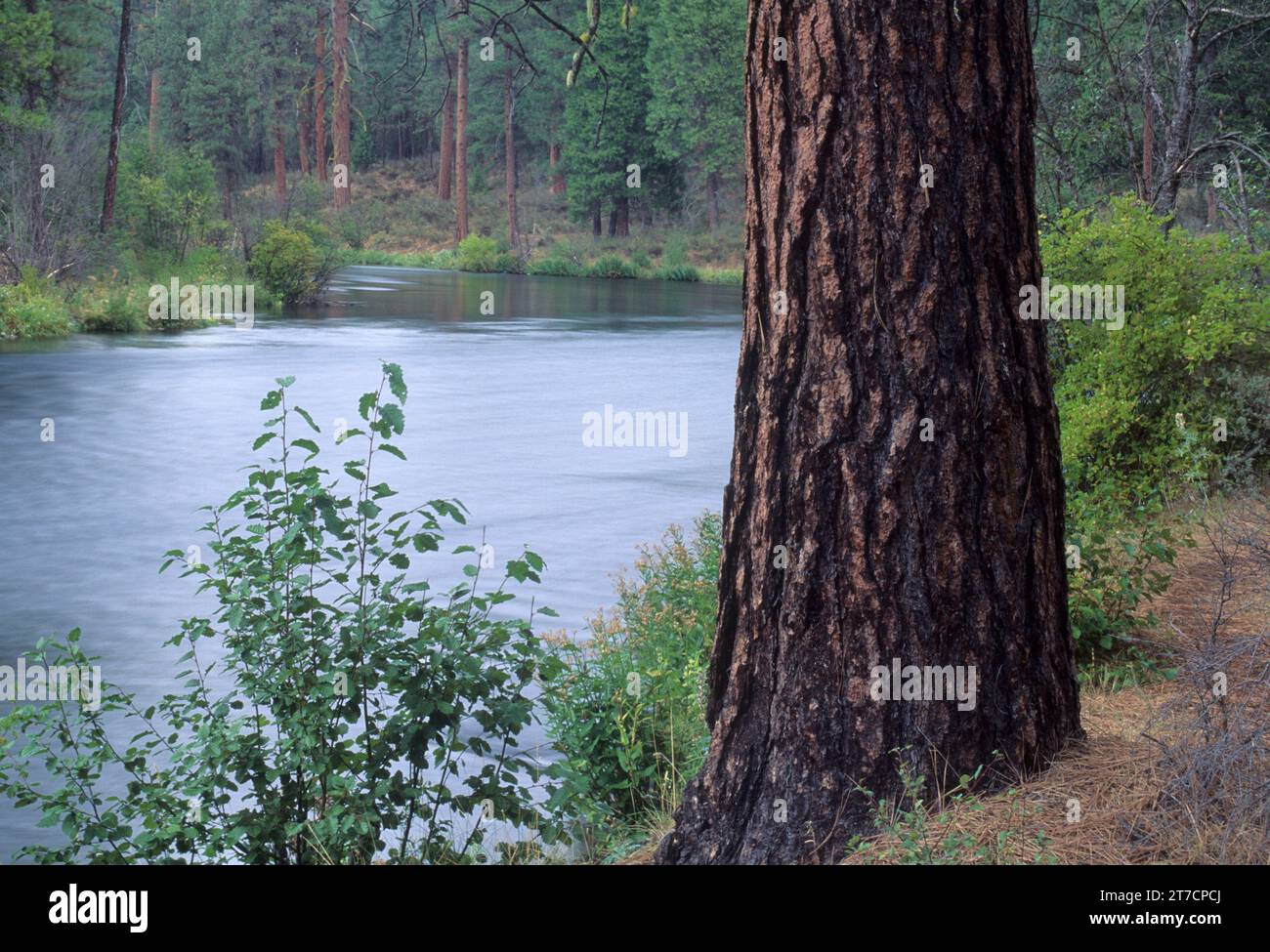 Metolius Wild and Scenic River with ponderosa pine, Deschutes National ...