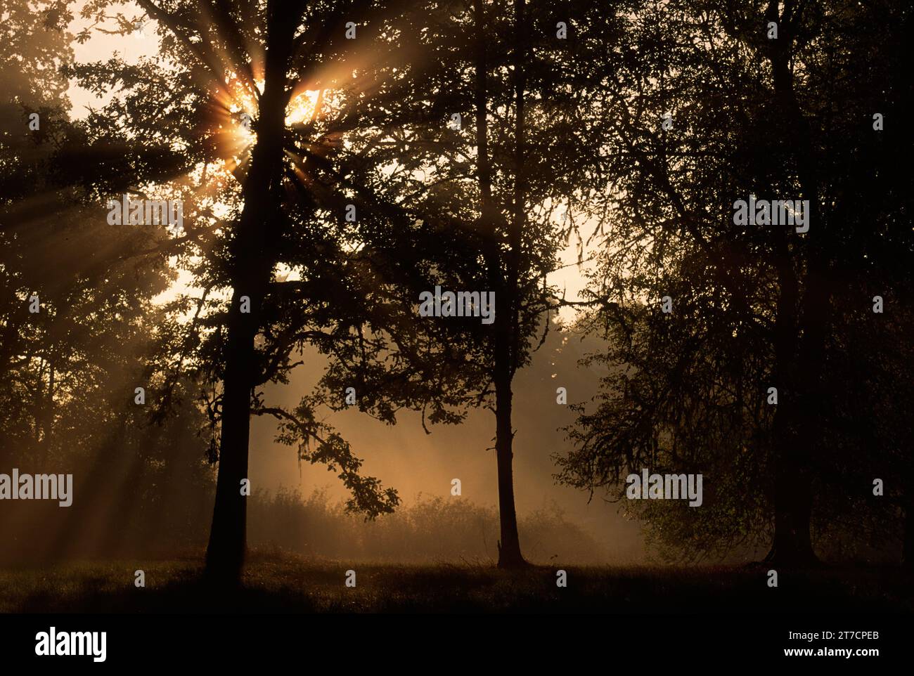 Oak morning, Champoeg State Park, Oregon Stock Photo - Alamy