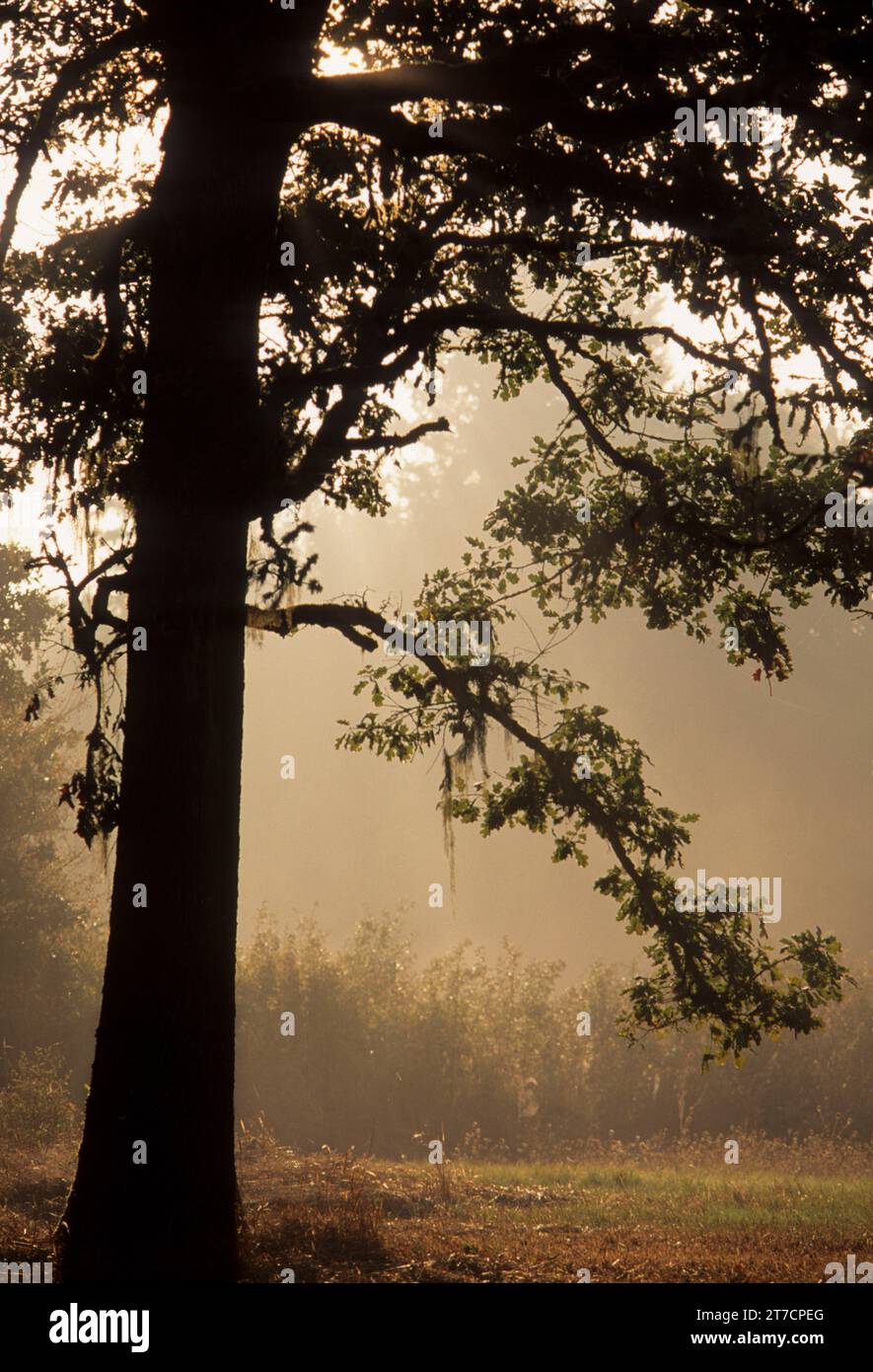 Oak, Champoeg State Park, Oregon Stock Photo - Alamy