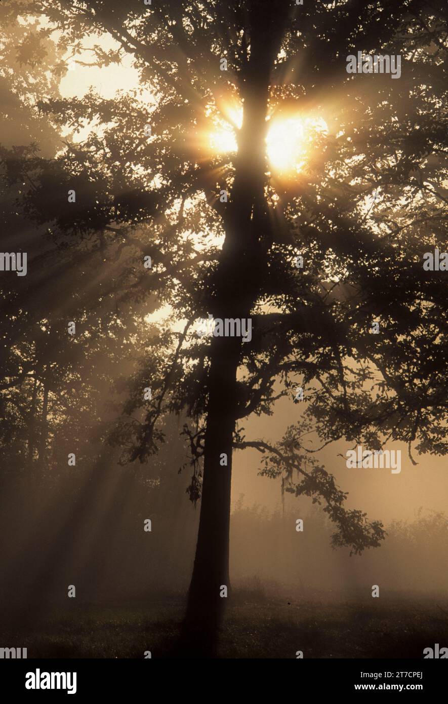 Oak, Champoeg State Park, Oregon Stock Photo - Alamy