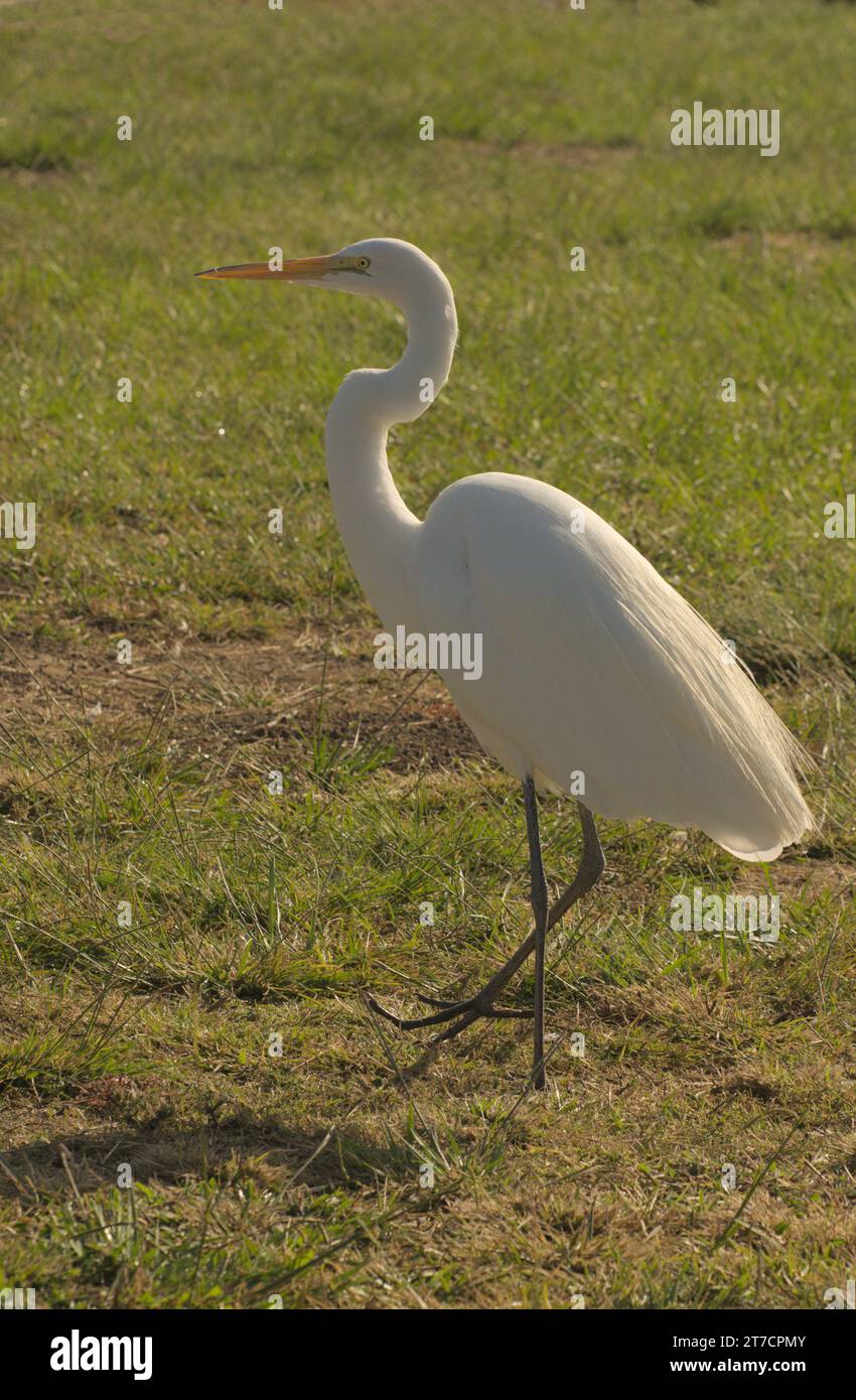 Pretty white erget on gra at Lake Balboa,, Beautifully sleek white ...