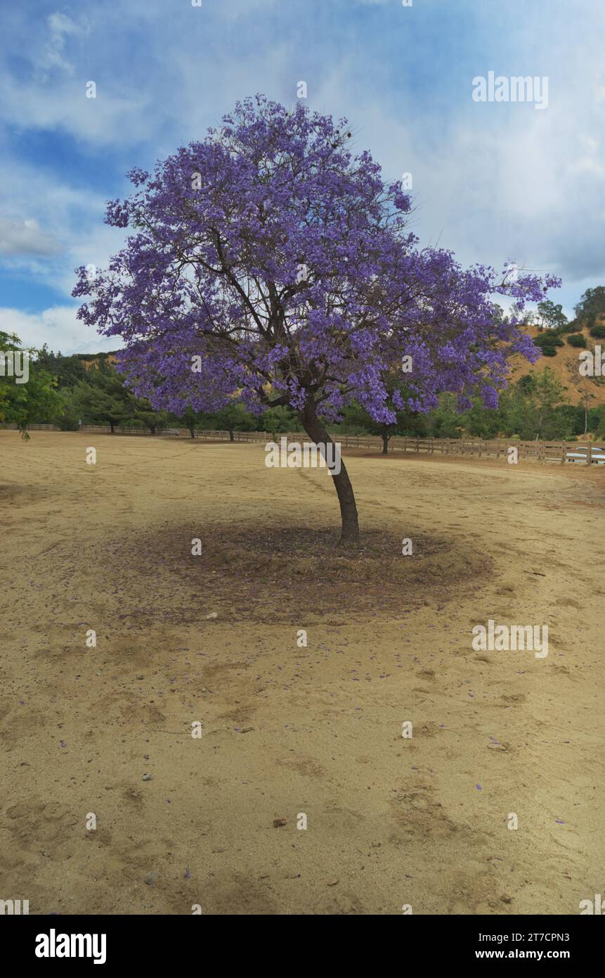 Jacrandi hi-res stock photography and images - Alamy