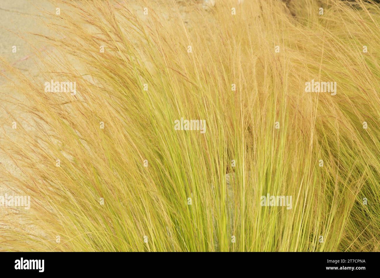 Tall Grass Thin Nstraw Color Grass Gowning Naturally Communicates Growth Going Green And Back