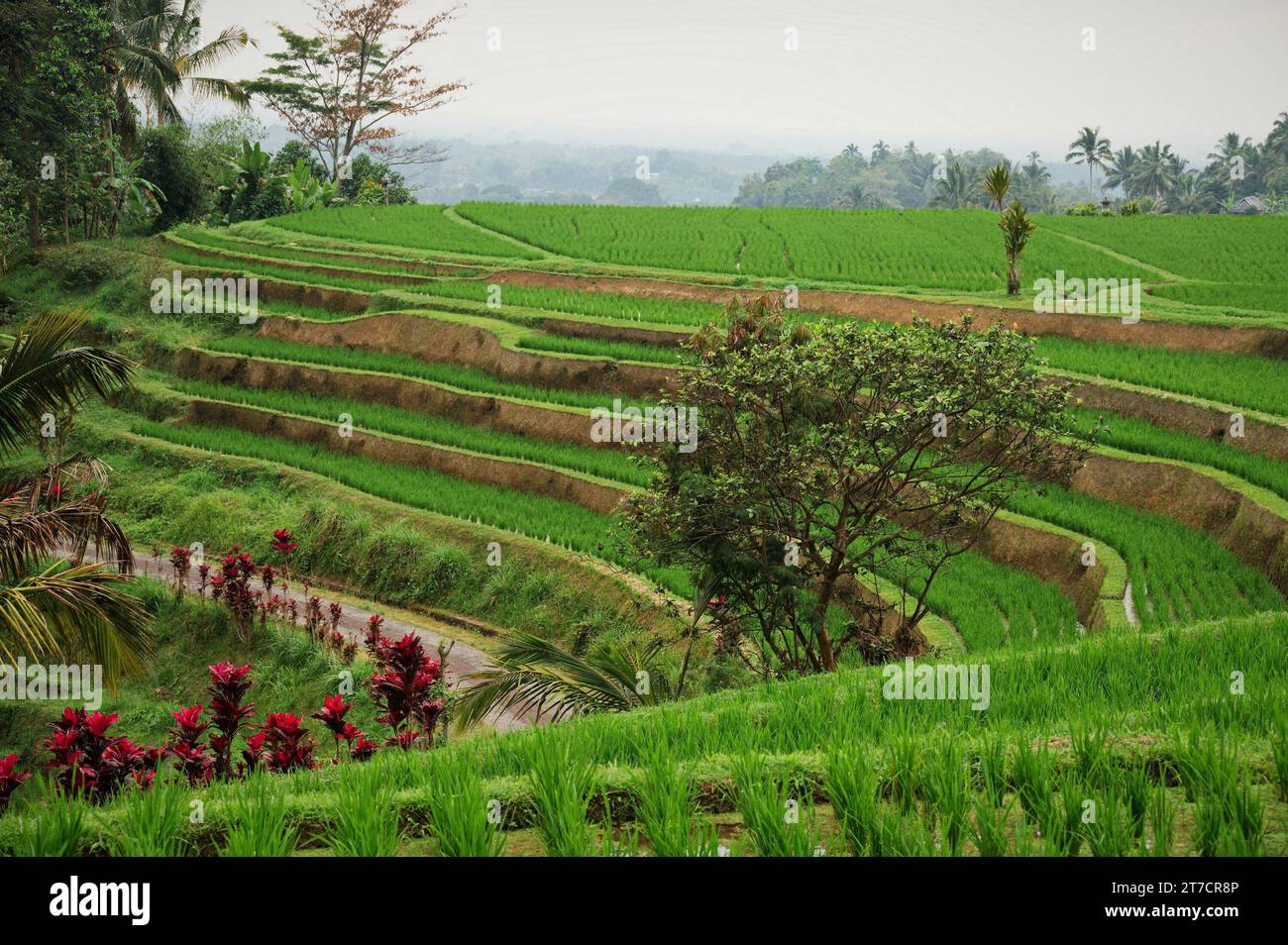 Rice fields on java indonesia hi-res stock photography and images - Alamy