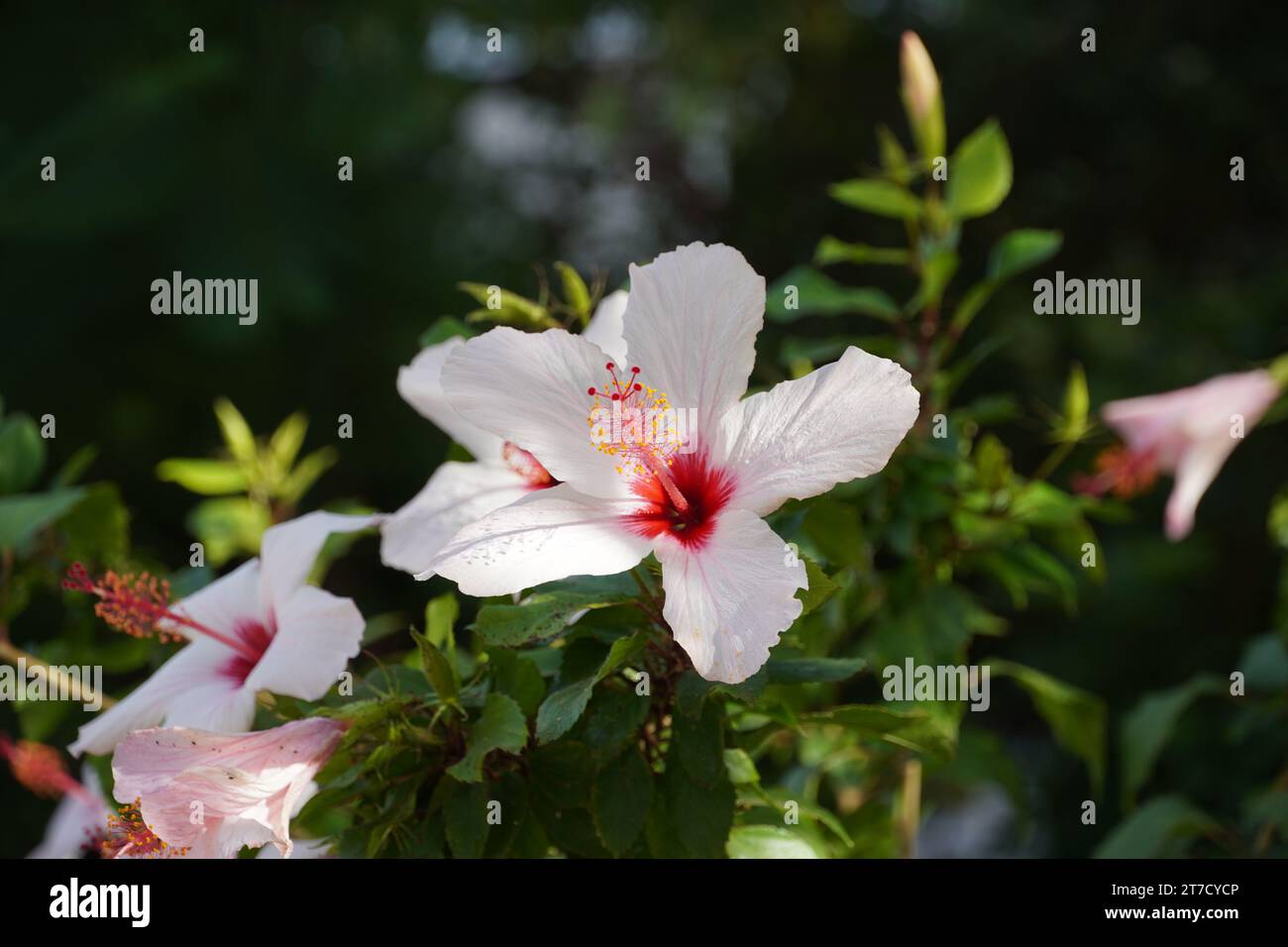 Yellow hibiscus bloom white hi-res stock photography and images - Alamy