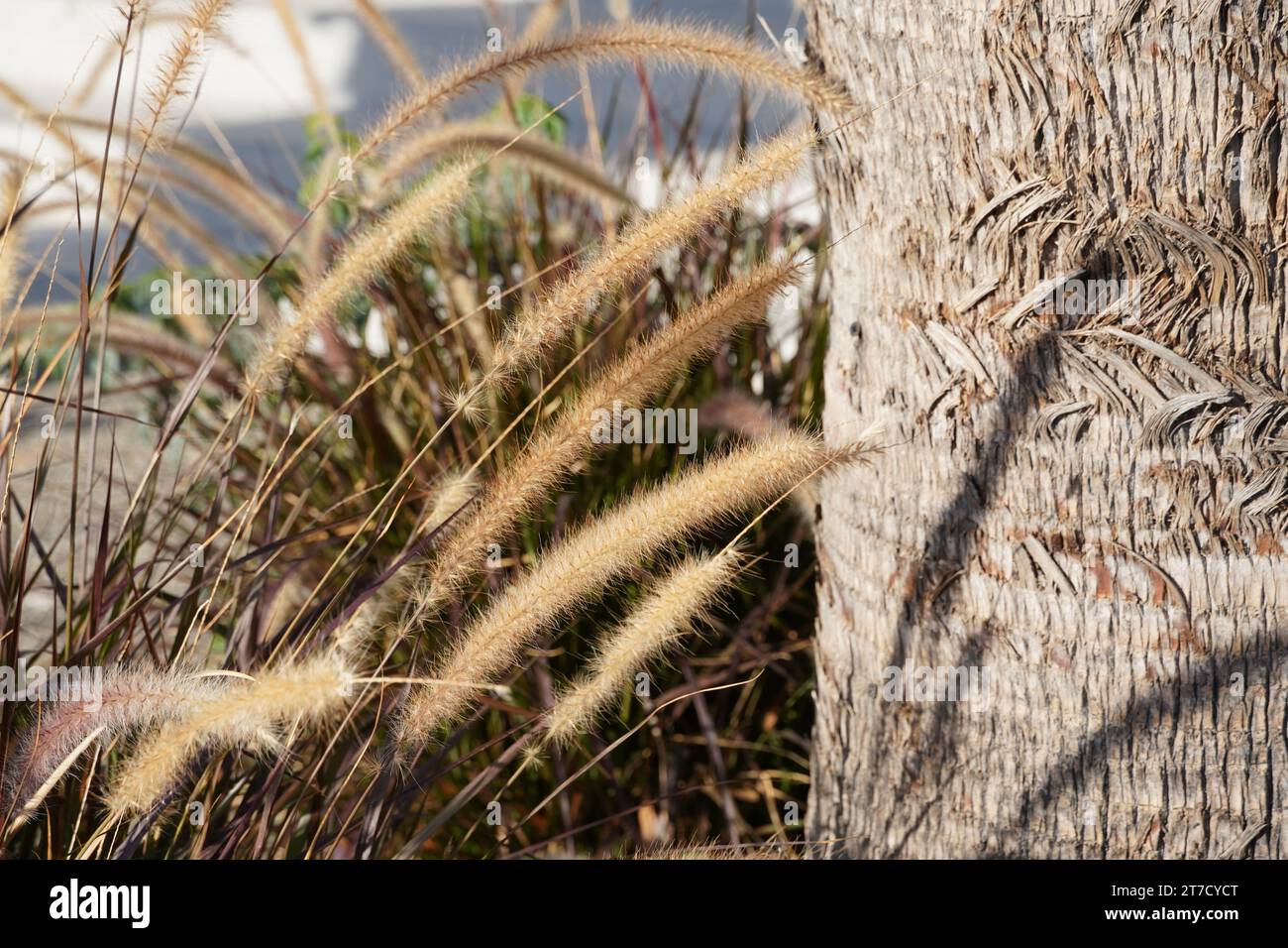 Purple fountain grass, or Pennisetum setaceum or rubrum, ornamental ...