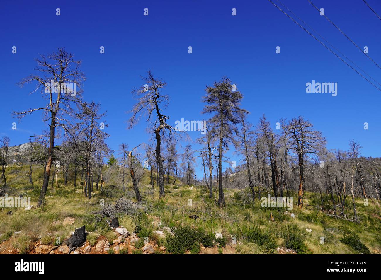 Branches burnt tree after forest hi-res stock photography and images ...