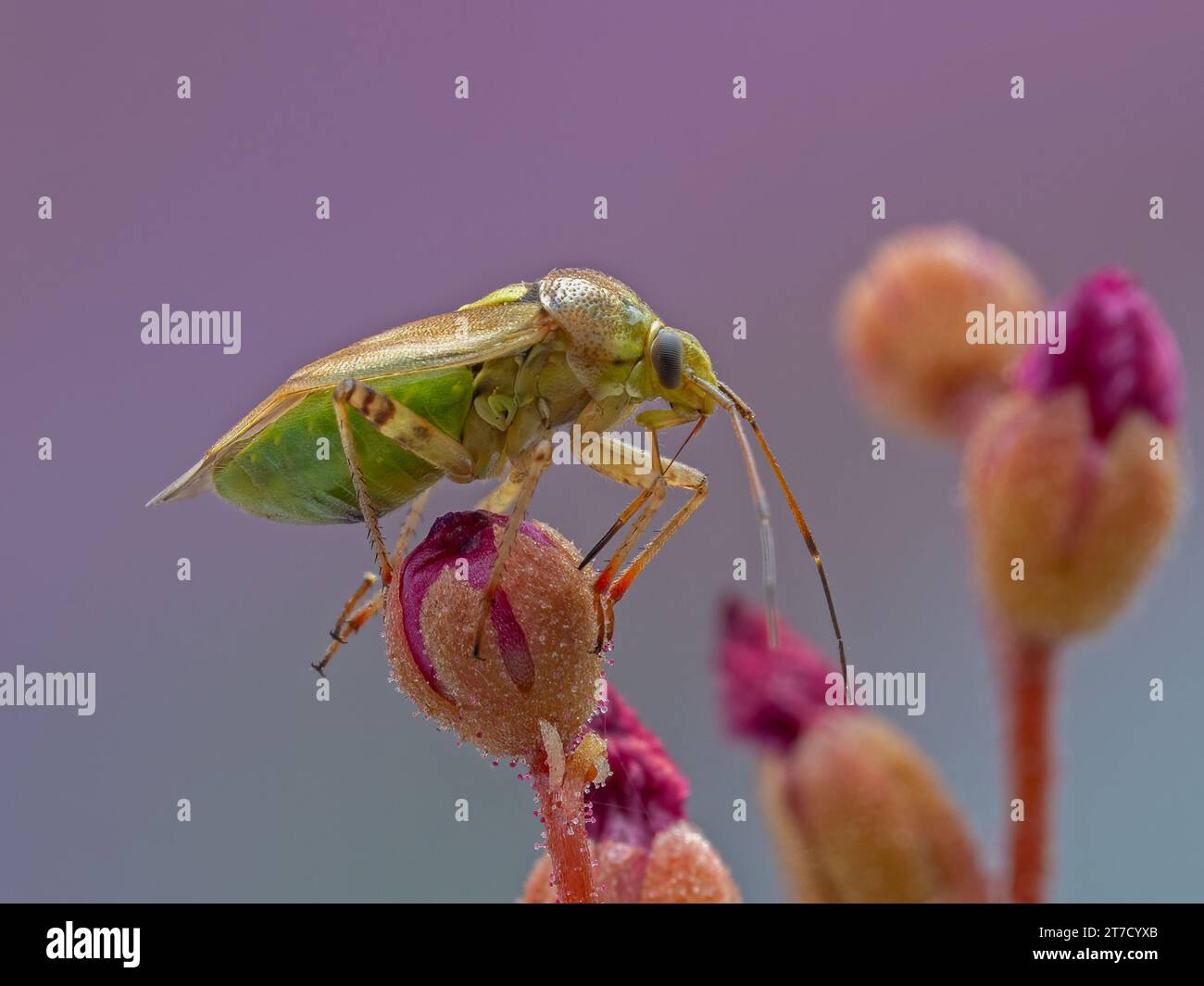 Side view of a of a green Western tarnished plant bug (Lygus hesperus ...