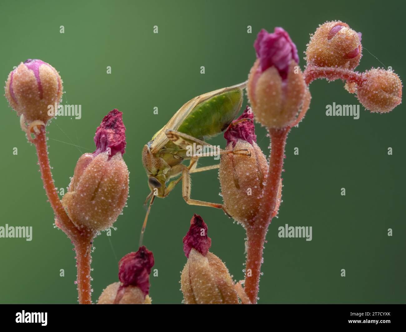 yellow and green Western tarnished plant bug (Lygus hesperus) creeping ...