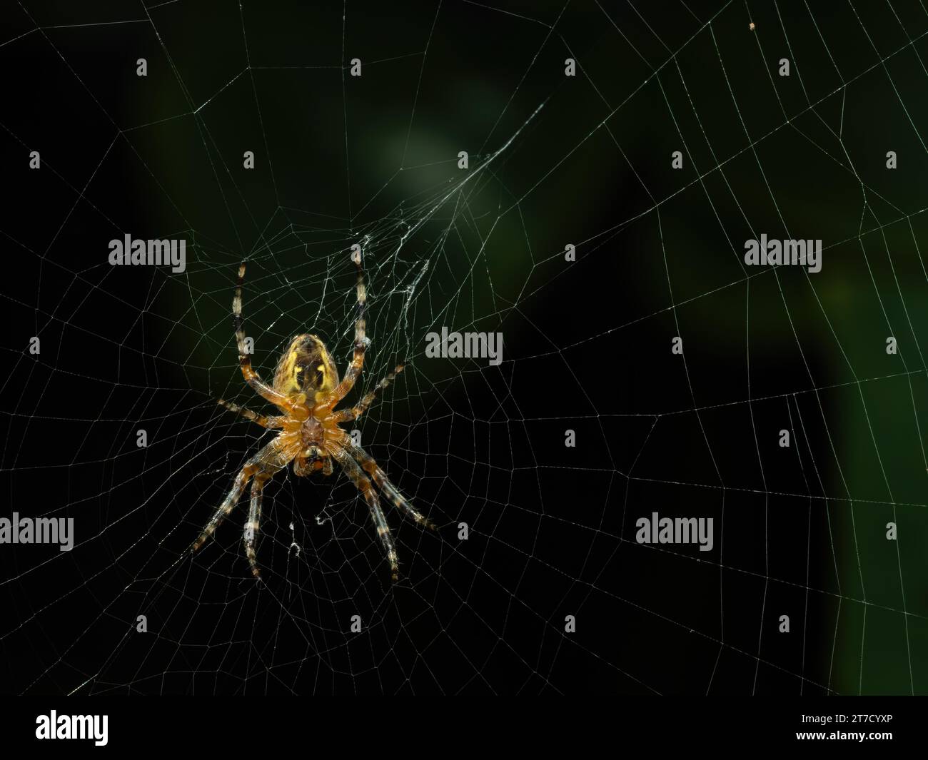 Subadult female cross orb weaver spider (Araneus diadematus) lurking in ...
