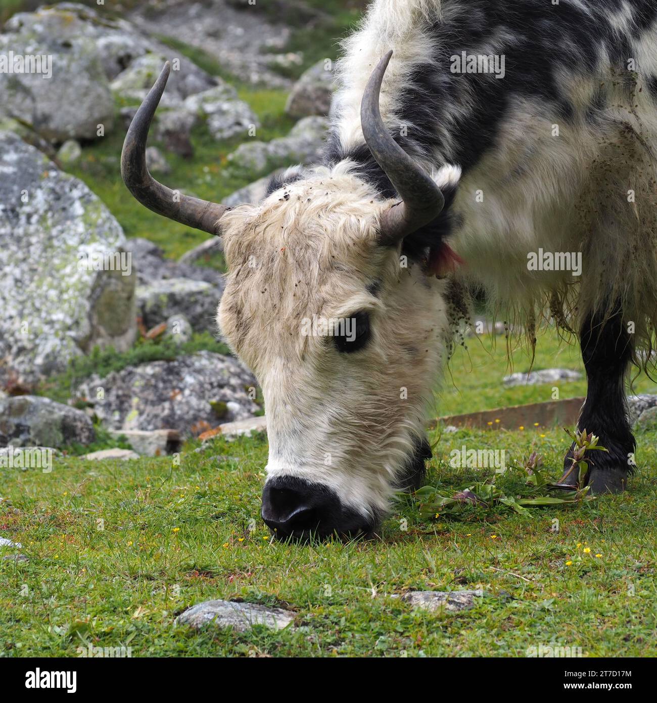 Yak standing on mountain hi-res stock photography and images - Alamy