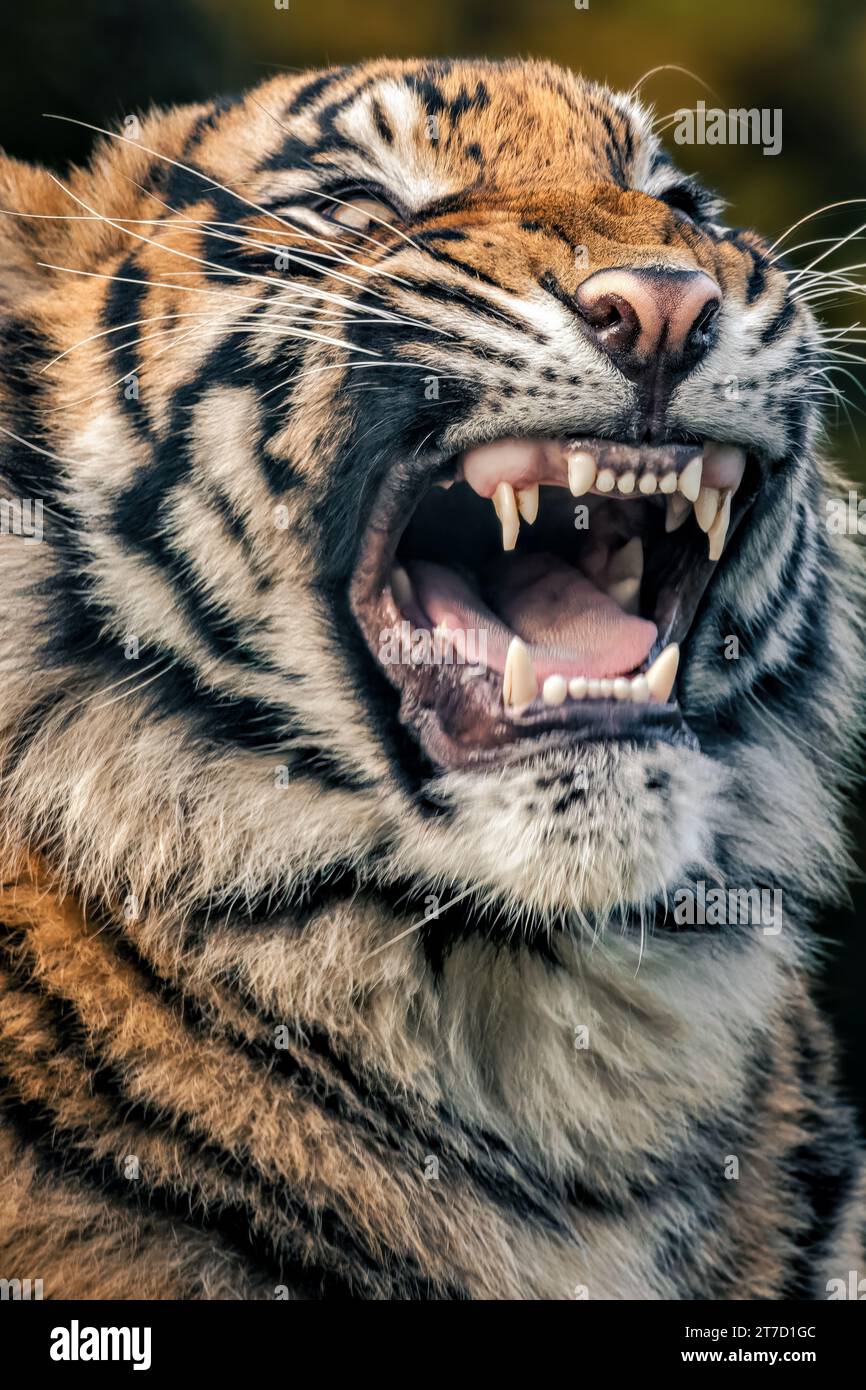 A closeup of a tiger with bared teeth, looking fierce Stock Photo - Alamy