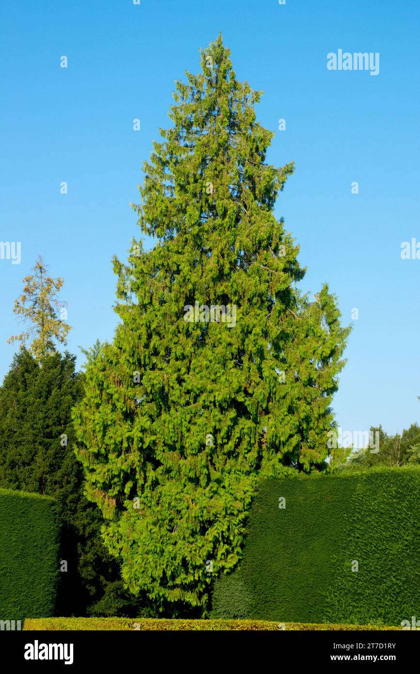 White Cedar, American Arborvitae, Thuja occidentalis, Tree Stock Photo ...