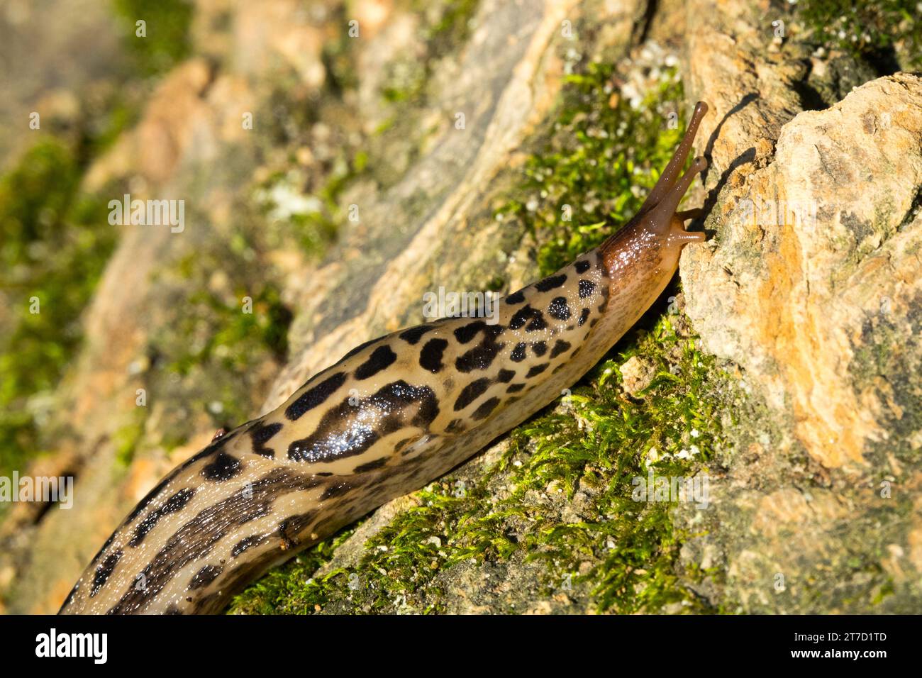 Limax maximus, leopard slug, Great grey slug Stock Photo - Alamy