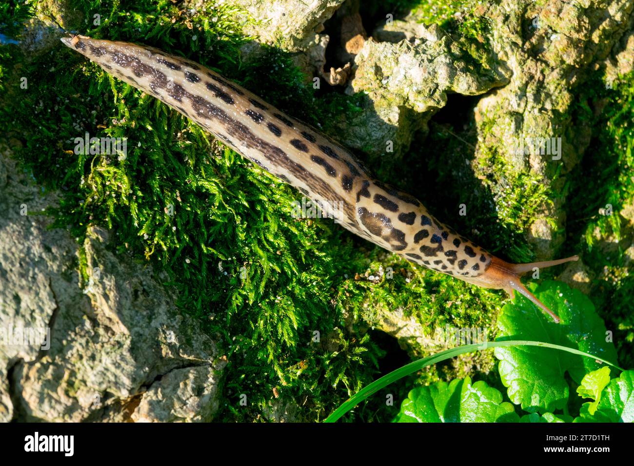 Great grey slug, Leopard slug, Limax maximus in Garden Stock Photo - Alamy