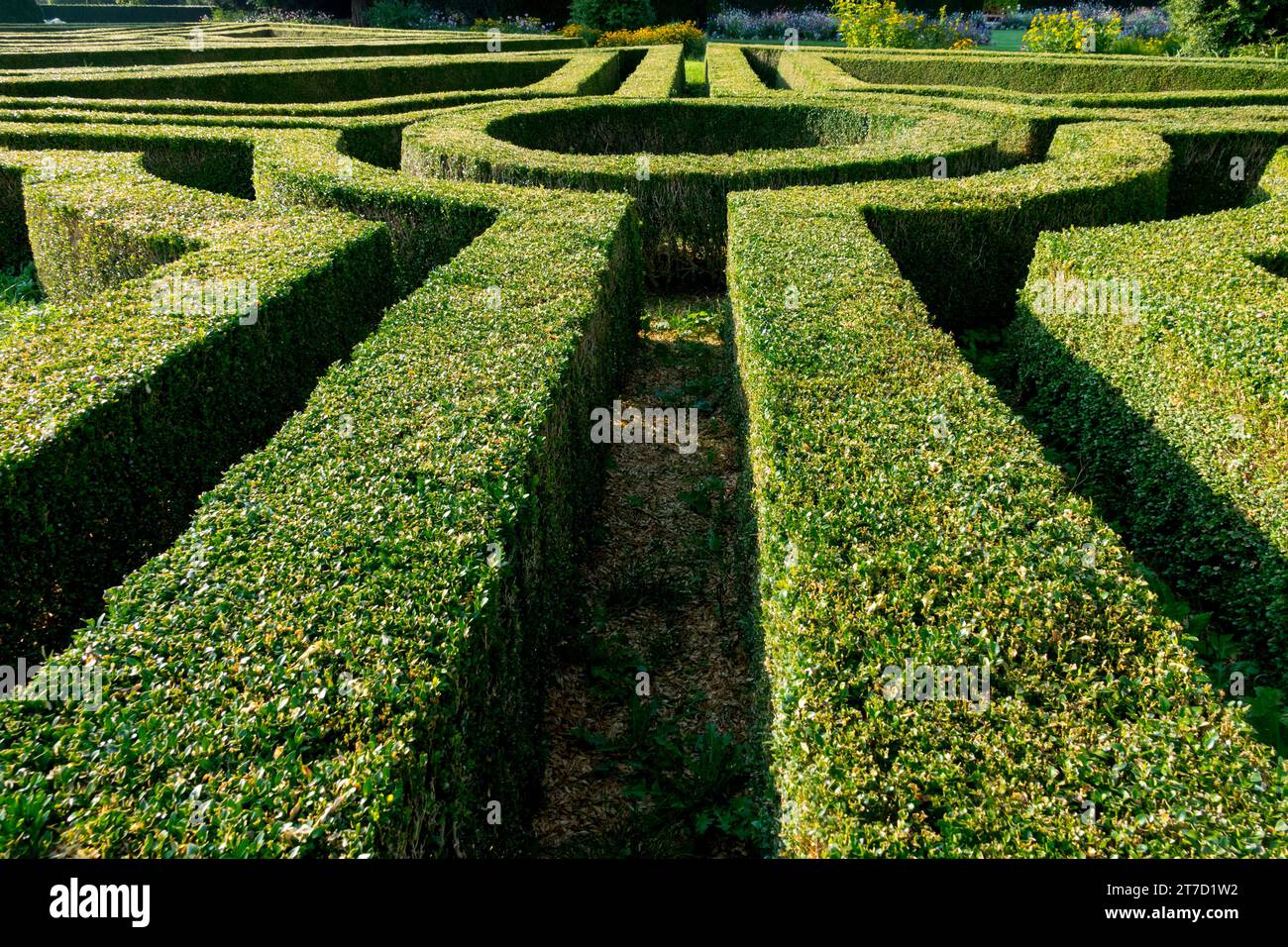 Ornamental trimmed hedge buxus Stock Photo - Alamy