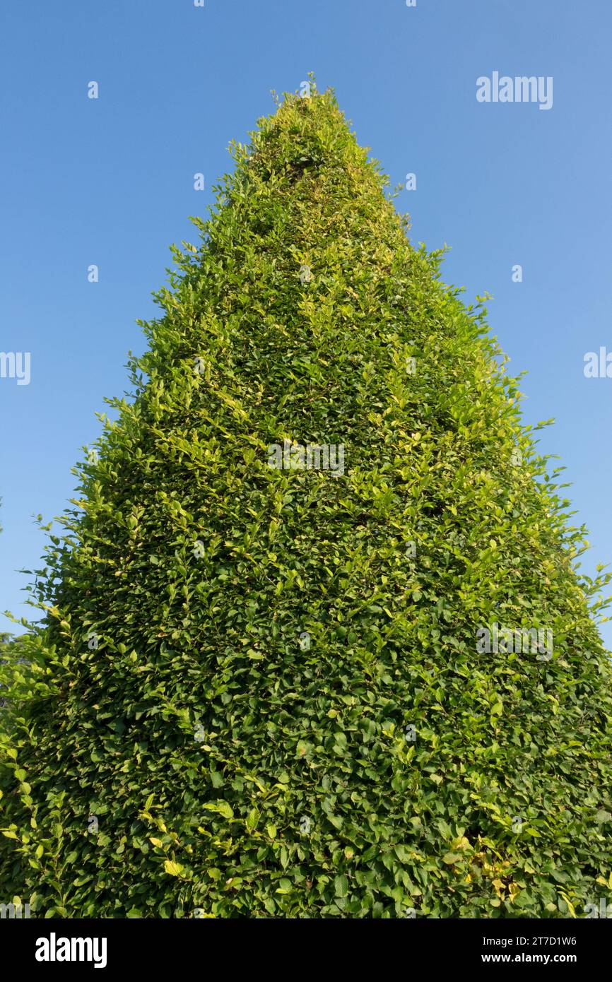 Conical tree European hornbeam Stock Photo - Alamy