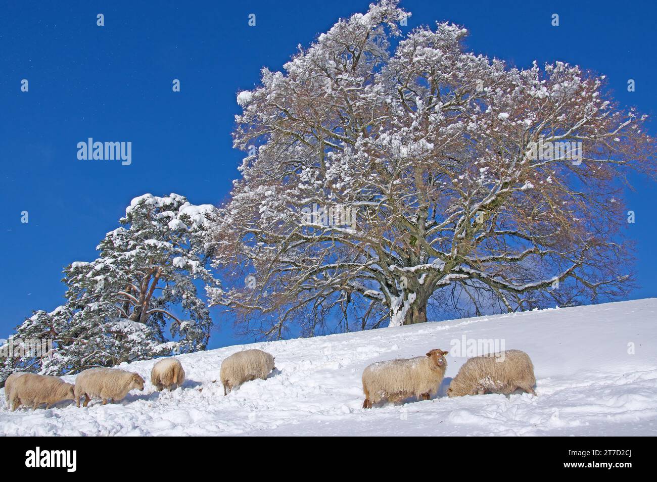 Zundelbach small-leaved lime and a group of Coburg sheep in winter ...