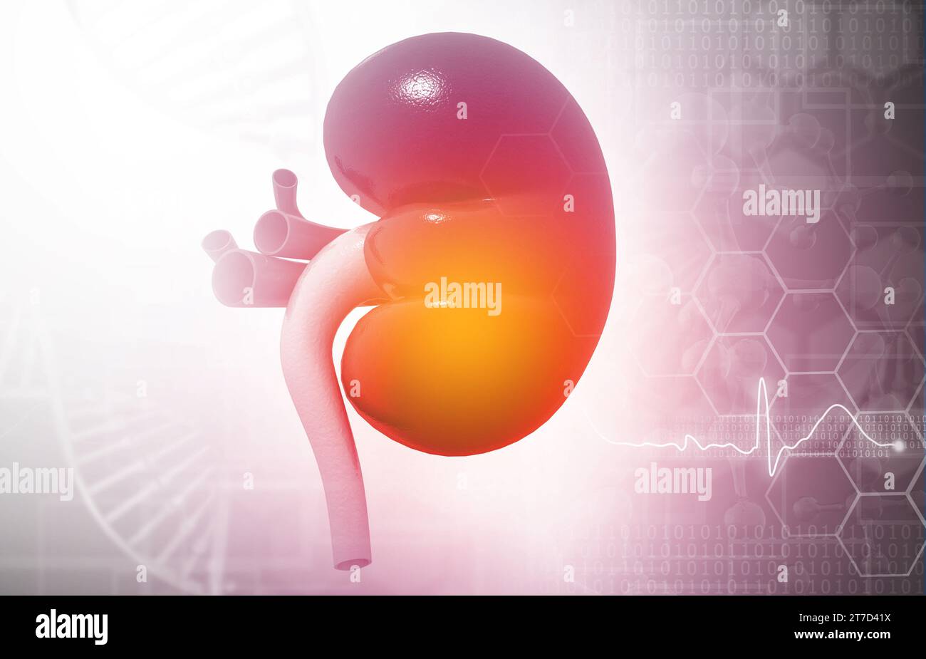 Human kidney on scientific background. 3d illustration Stock Photo - Alamy