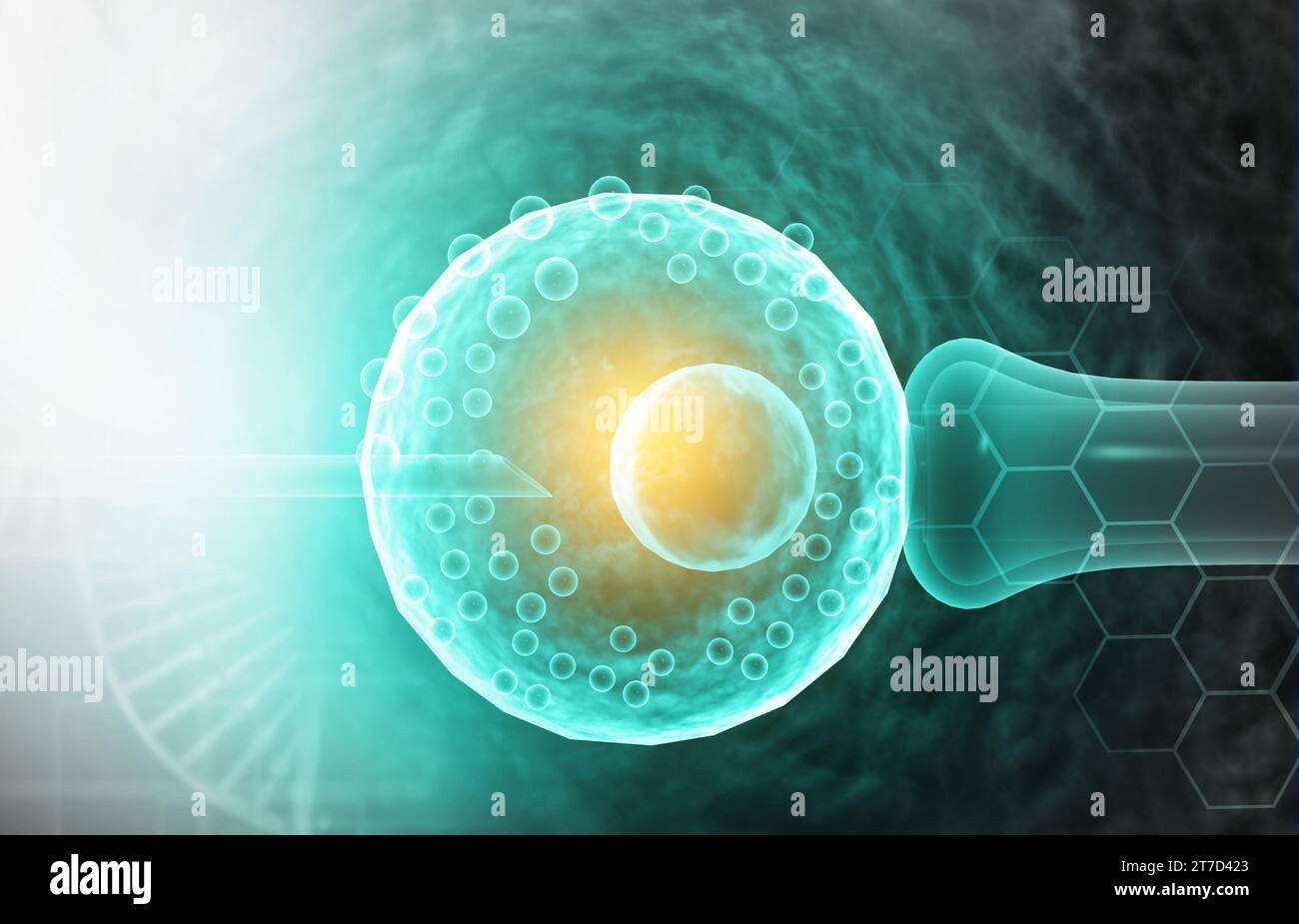 Microscopic fertilization hi-res stock photography and images - Alamy