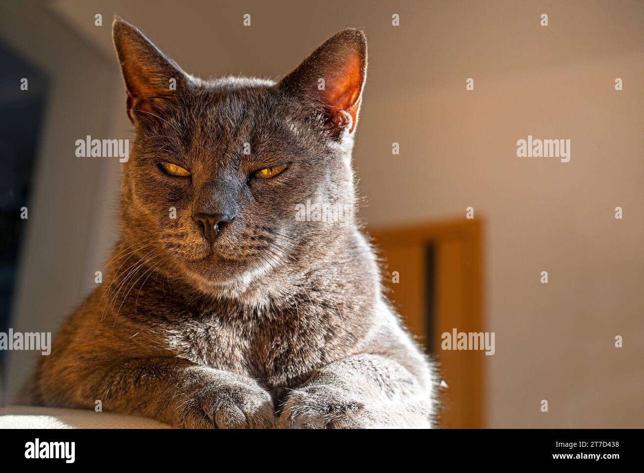 muzzle Blue American Burmese cat basks in the sun Stock Photo - Alamy