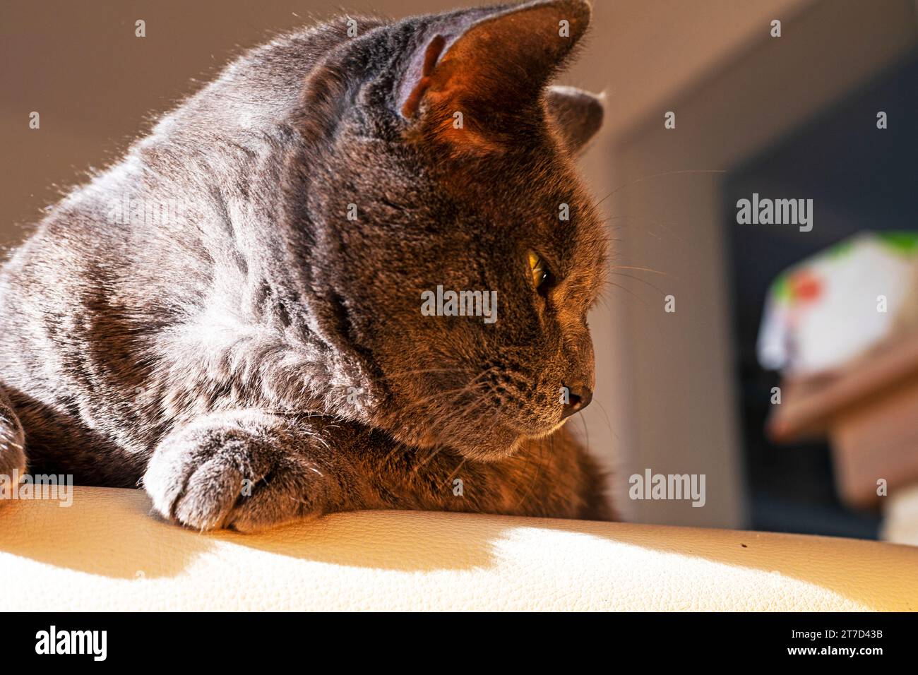 muzzle Blue American Burmese cat basks in the sun Stock Photo - Alamy