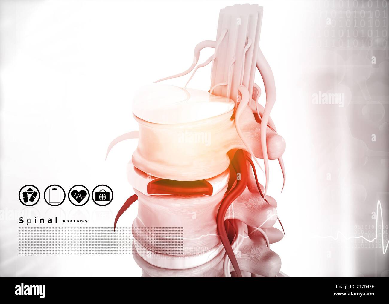 Human vertebrae anatomy science background. 3d illustration Stock Photo ...