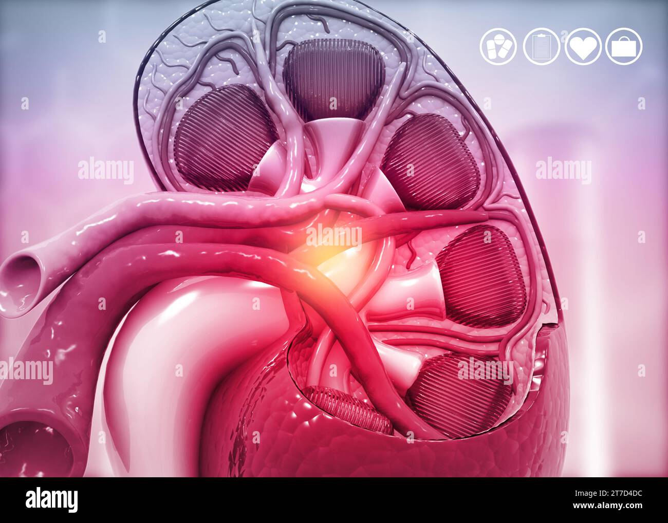 Human kidney cross section on science background. 3d render Stock Photo ...