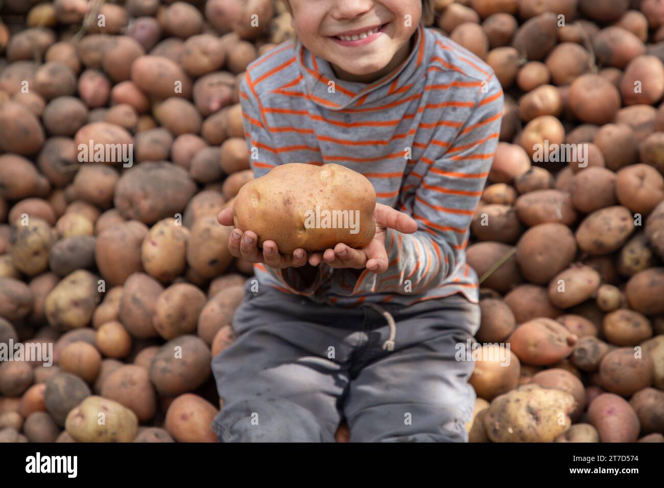 happy child sits on pile of freshly dug potatoes and holds a large ...