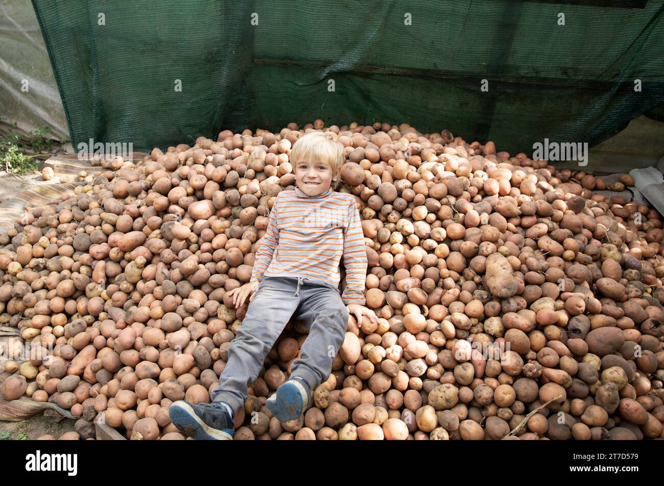 Happy boy sitting on a large pile of freshly dug potatoes. Good harvest ...